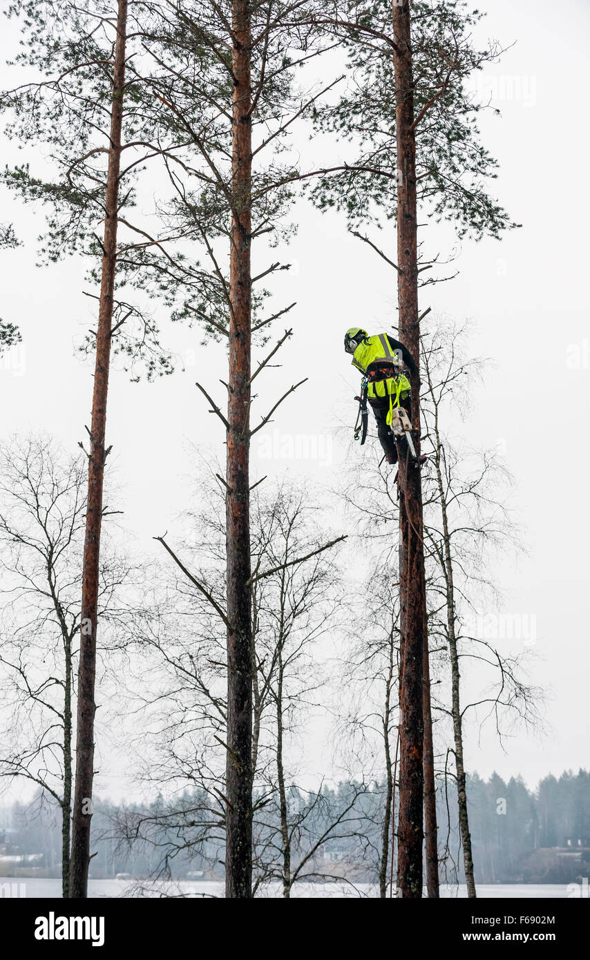 Arborists taking down trees Stock Photo - Alamy