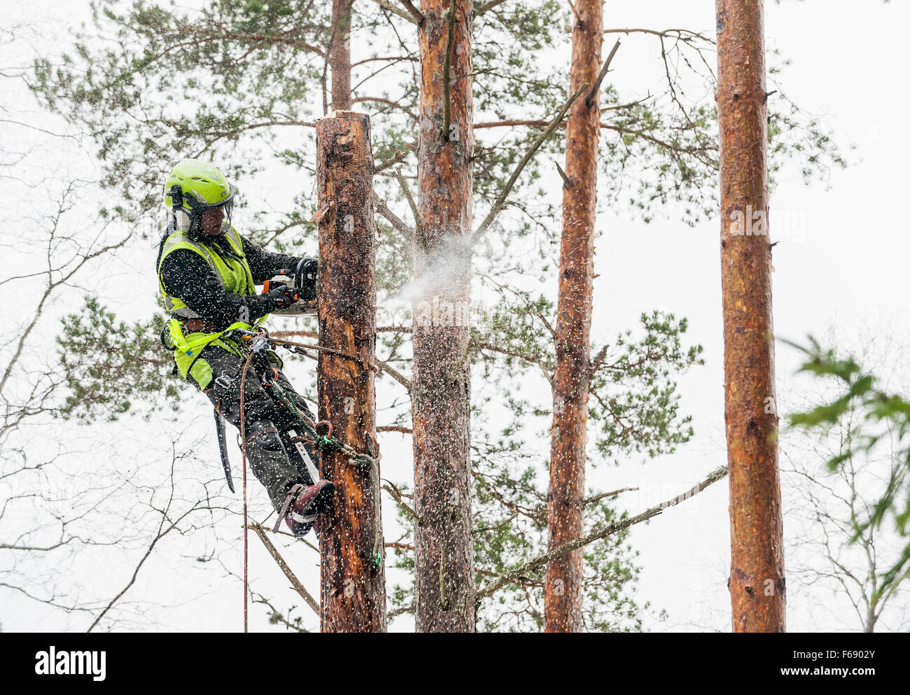 Arborists taking down trees Stock Photo - Alamy
