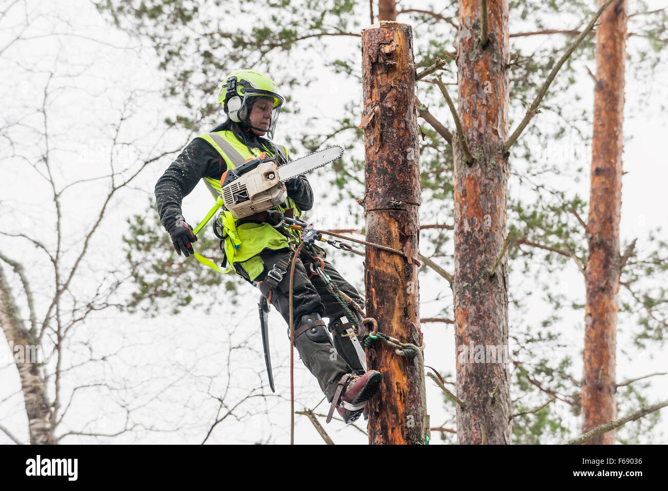 Arborists hi-res stock photography and images - Alamy