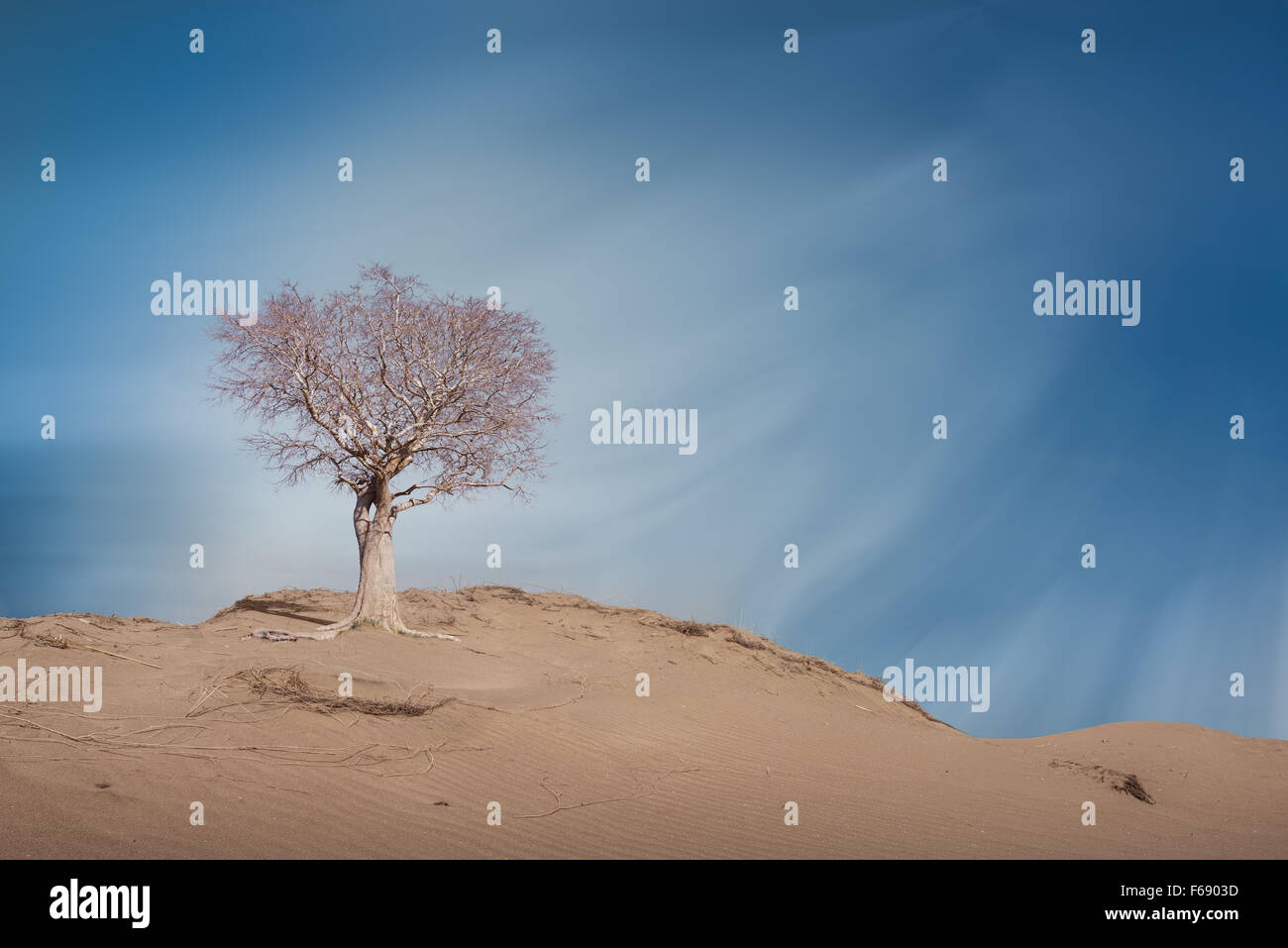 Dead Tree at Desert Stock Photo - Alamy