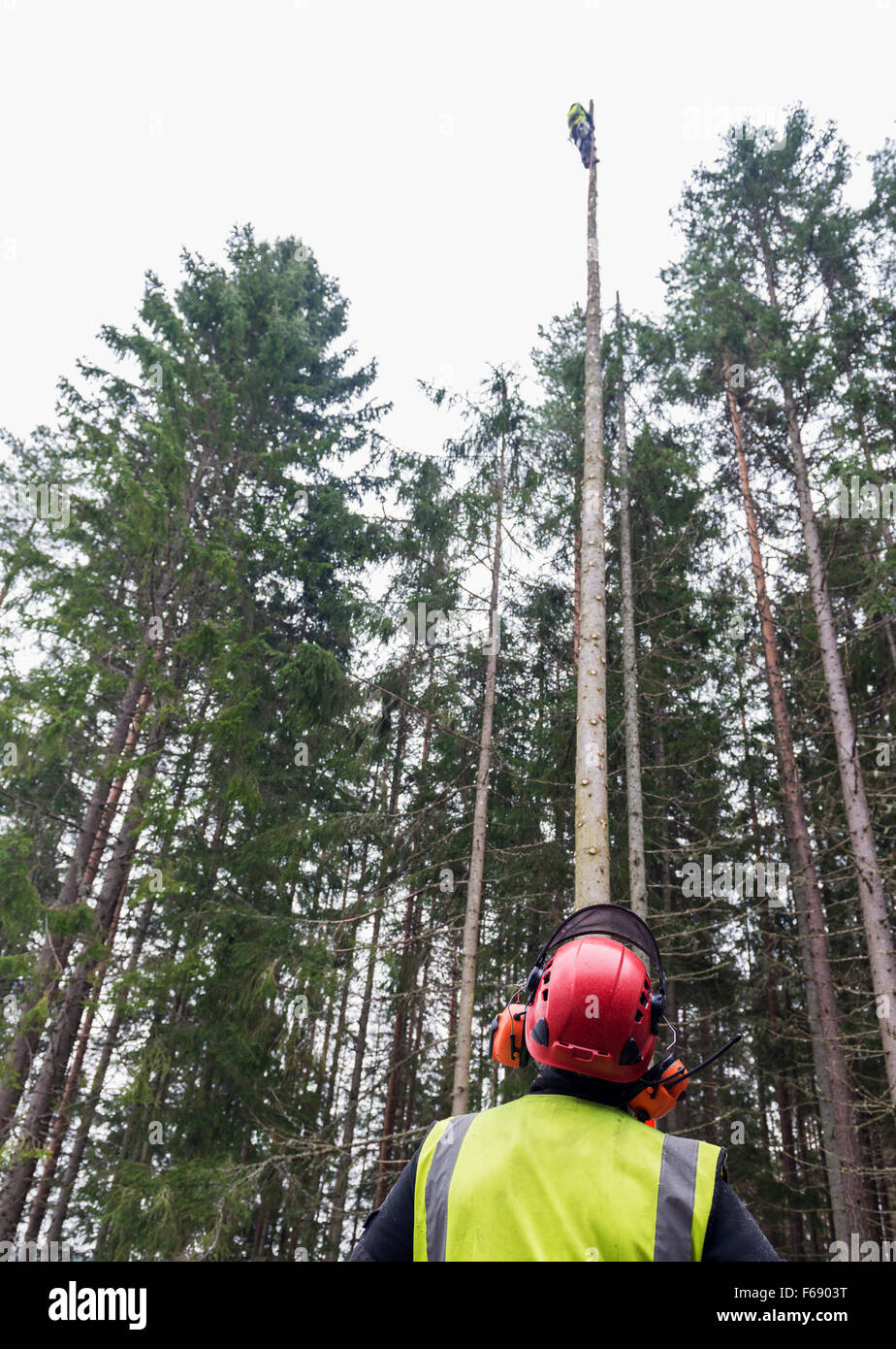 Arborists taking down trees Stock Photo - Alamy