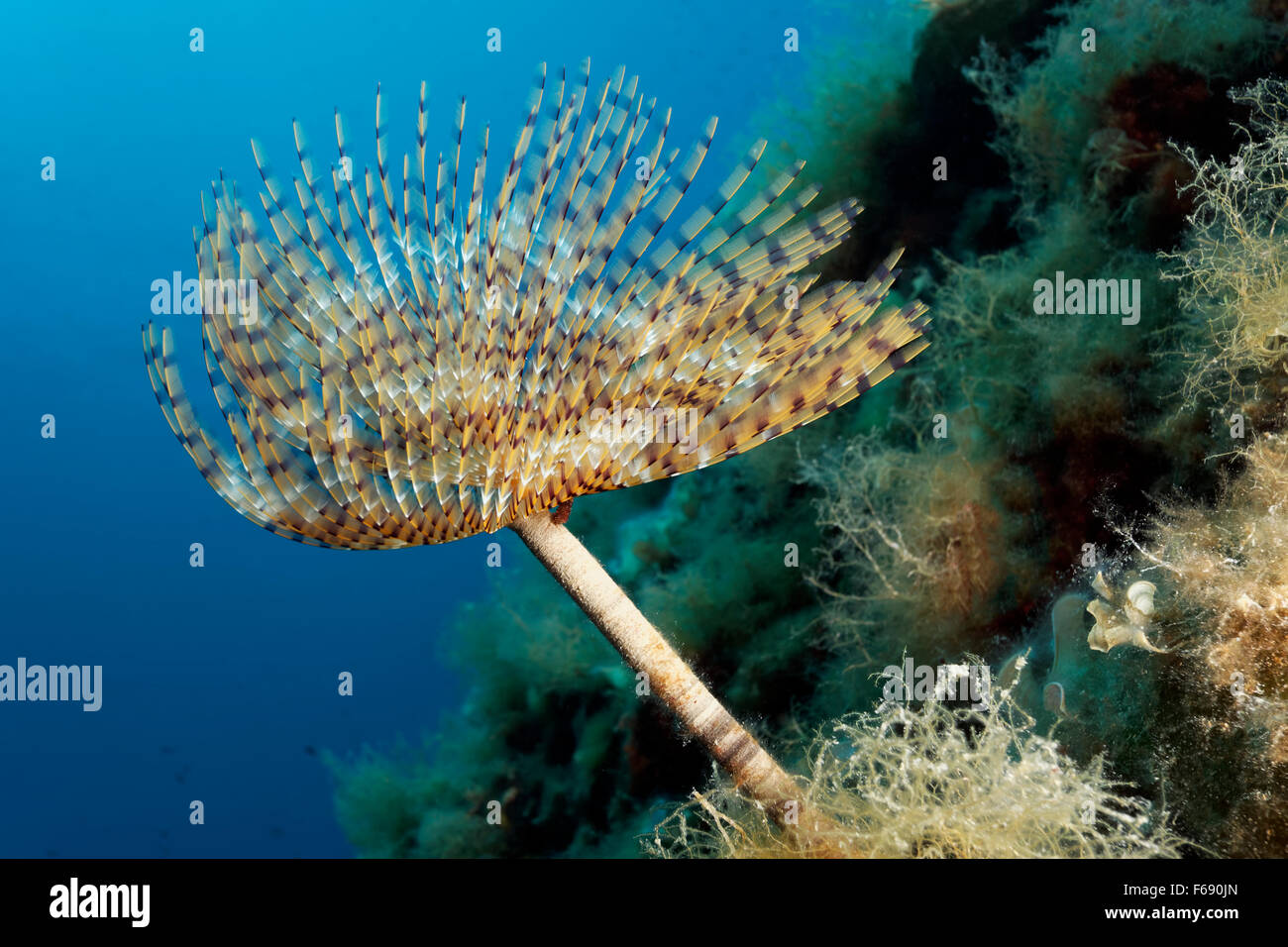 Pencil worm (Sabella Spallanzani) on steep reef face, island Corfu ...