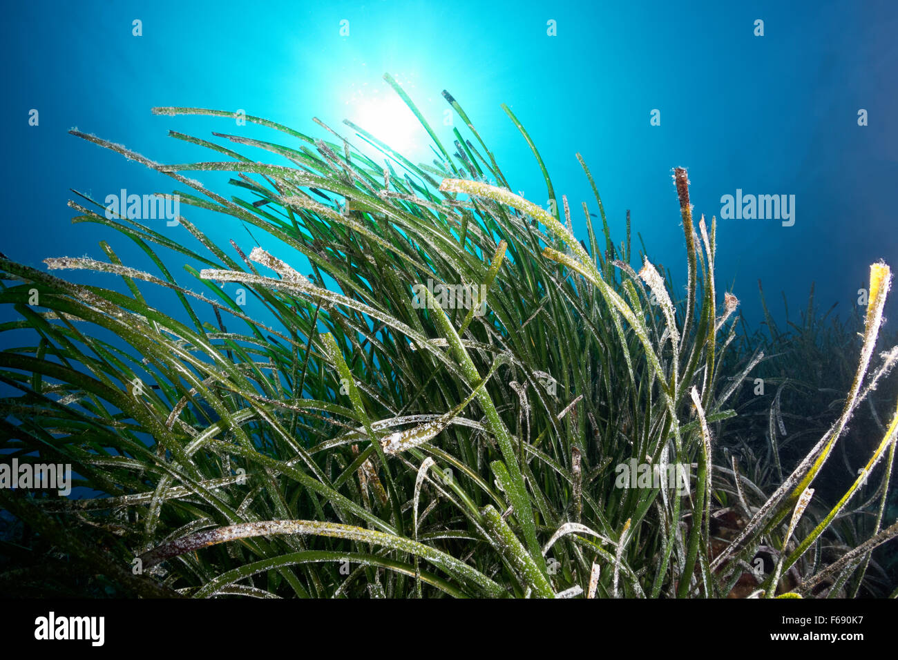 Neptune grass or Mediterranean tapeweed (Posidonia oceanica) in ...