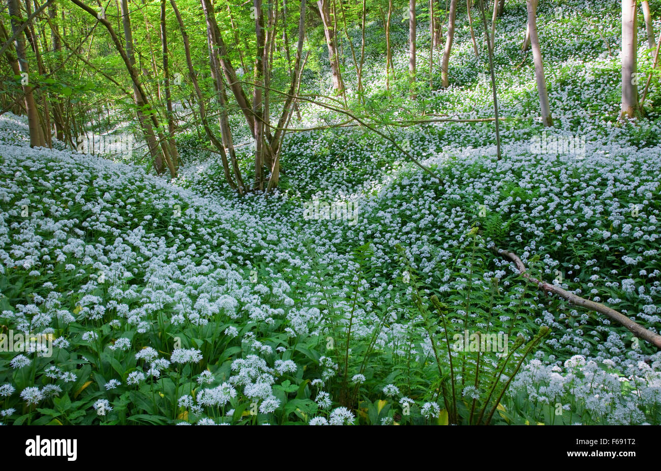 Robin hoods howl hi-res stock photography and images - Alamy