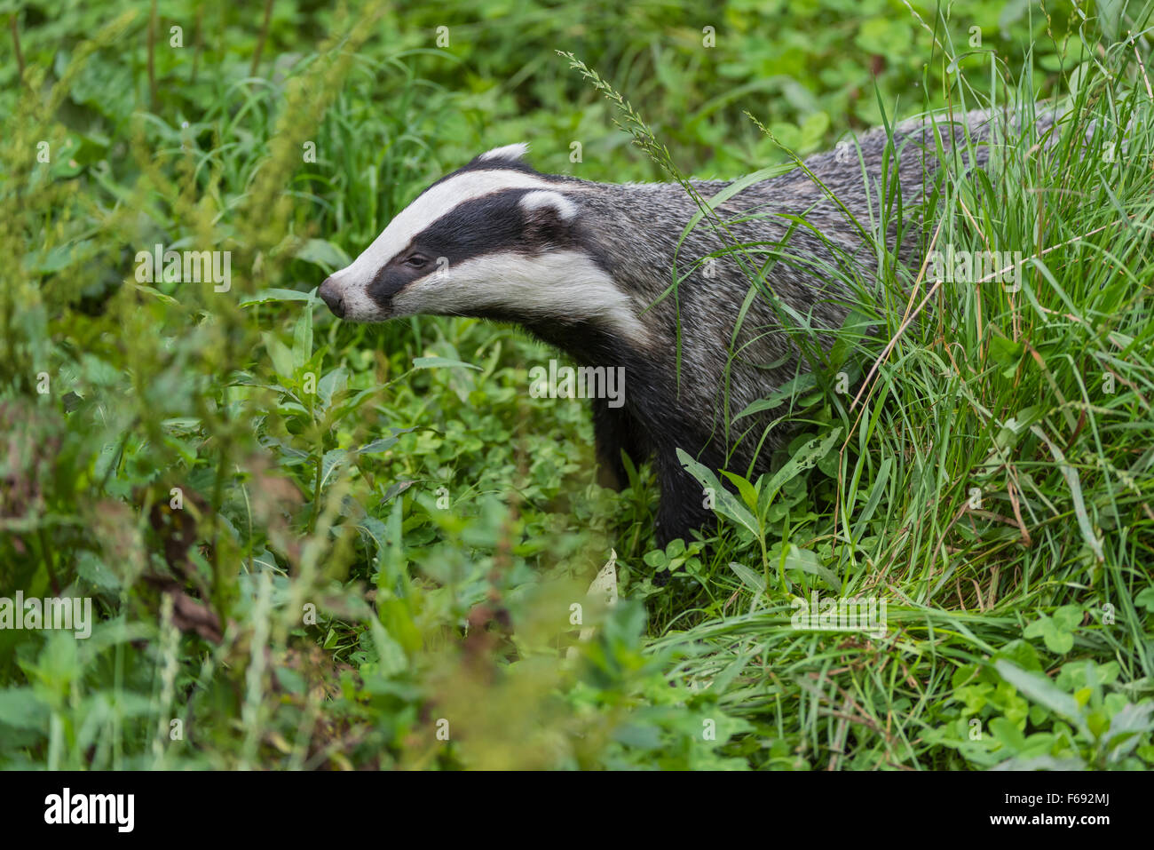 Dachs hi-res stock photography and images - Alamy