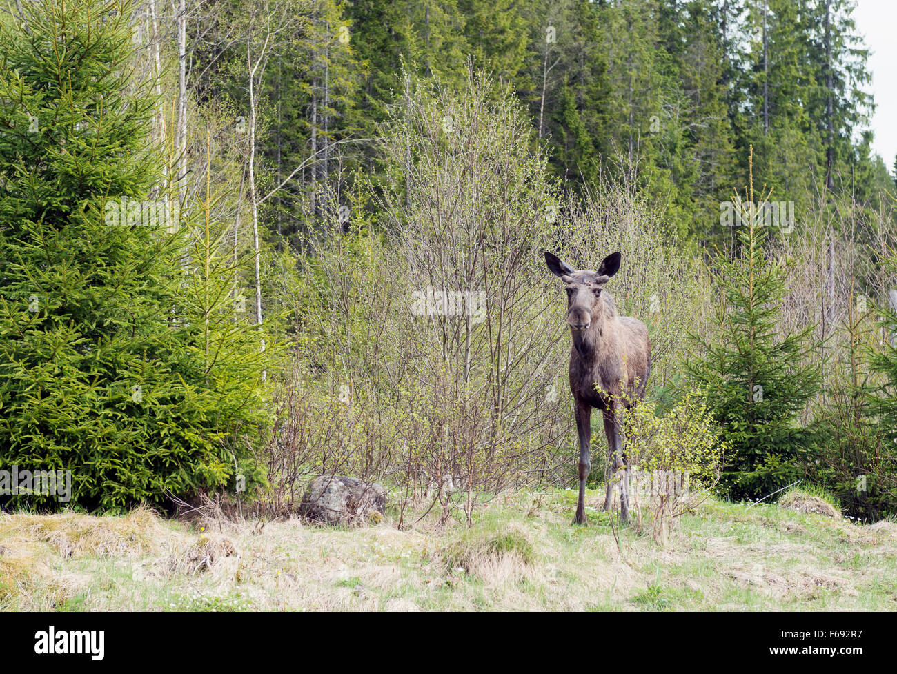 Moose yearling hi-res stock photography and images - Alamy