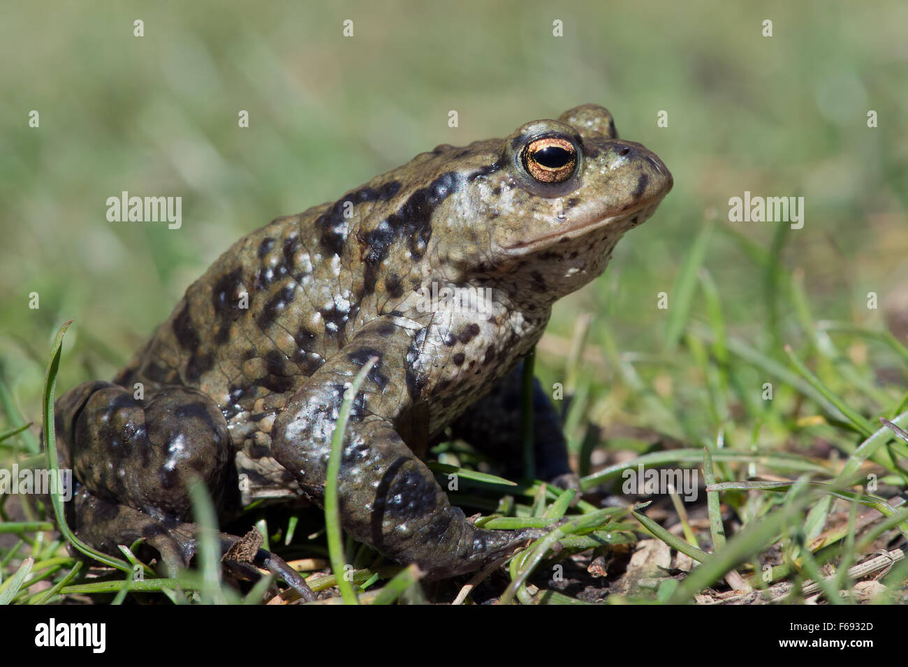 Common Toad (Bufo Bufo Stock Photo - Alamy
