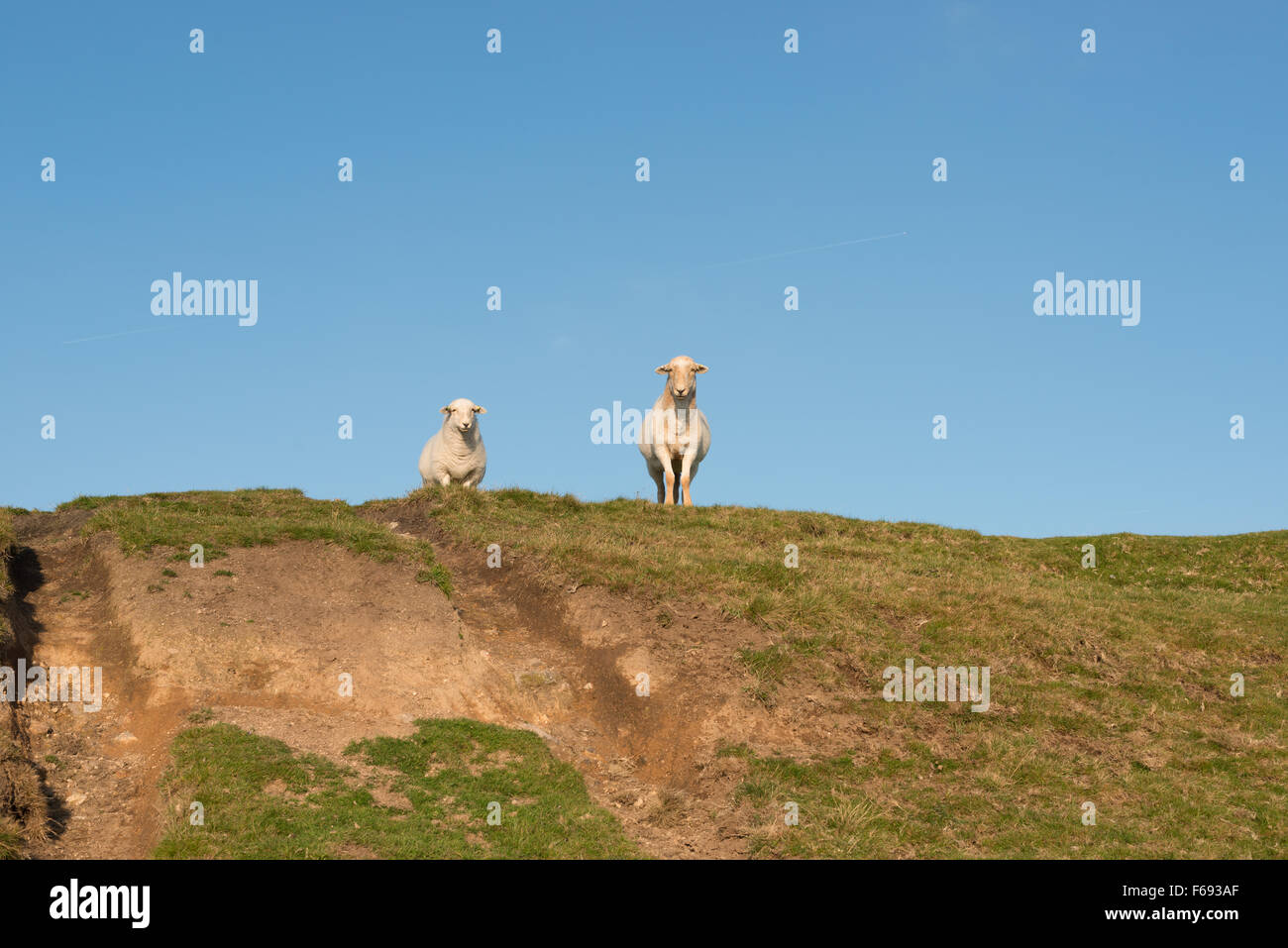 Two curious sheep against clear blue sky look down from bank above car ...