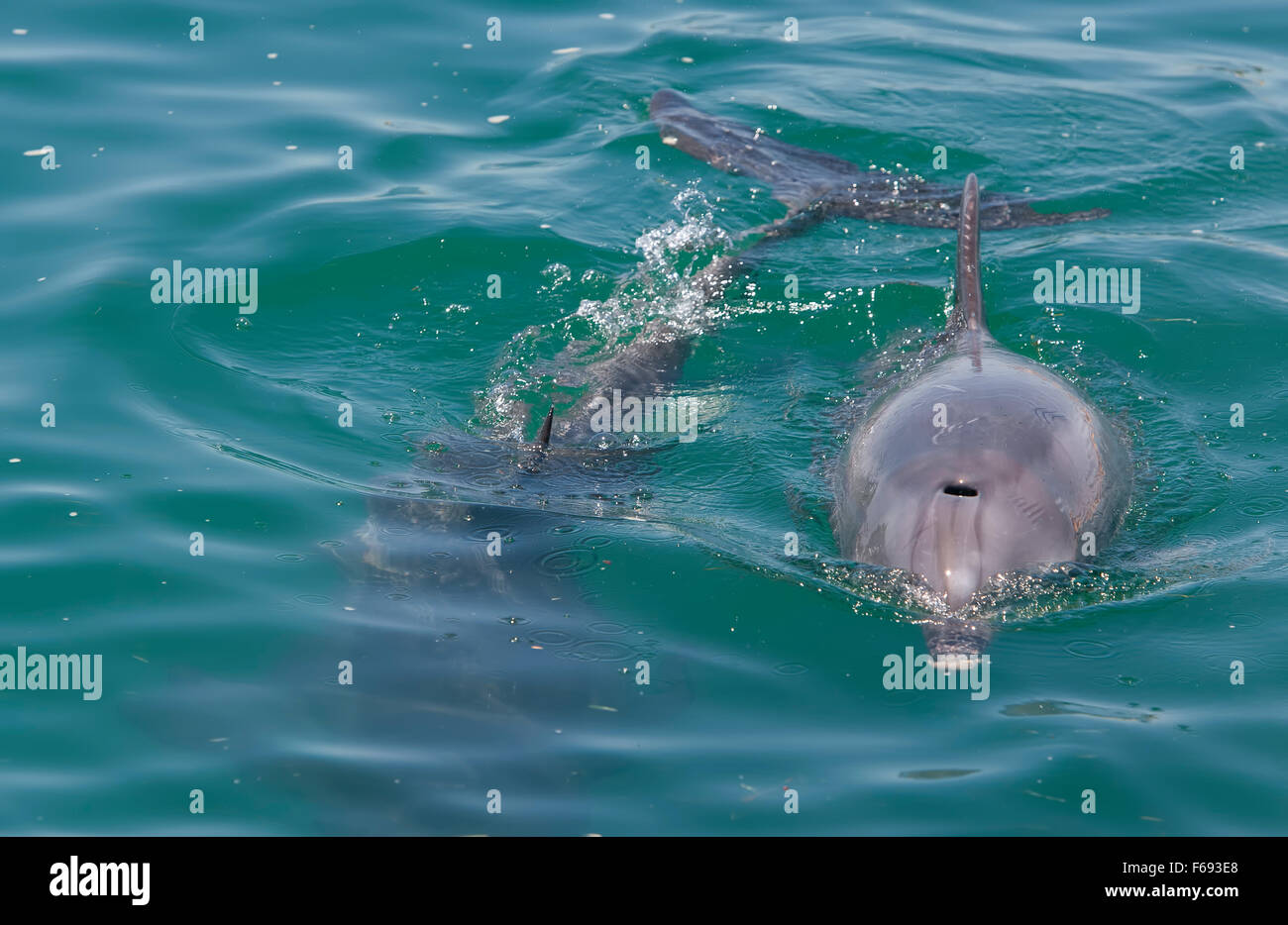 Monkey Mia Dolphins at play Stock Photo - Alamy