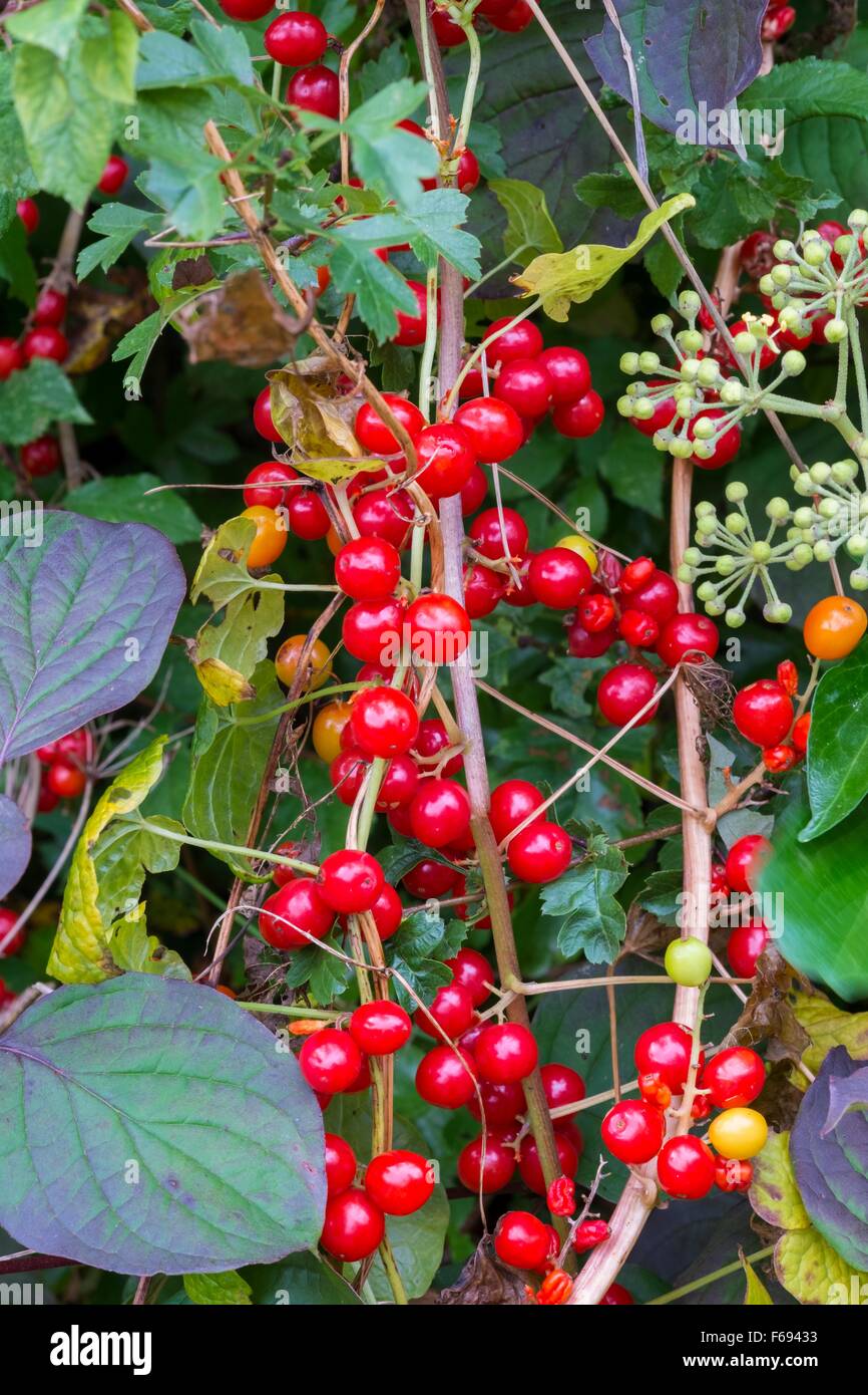 Black bryony tamus communis hi-res stock photography and images - Alamy