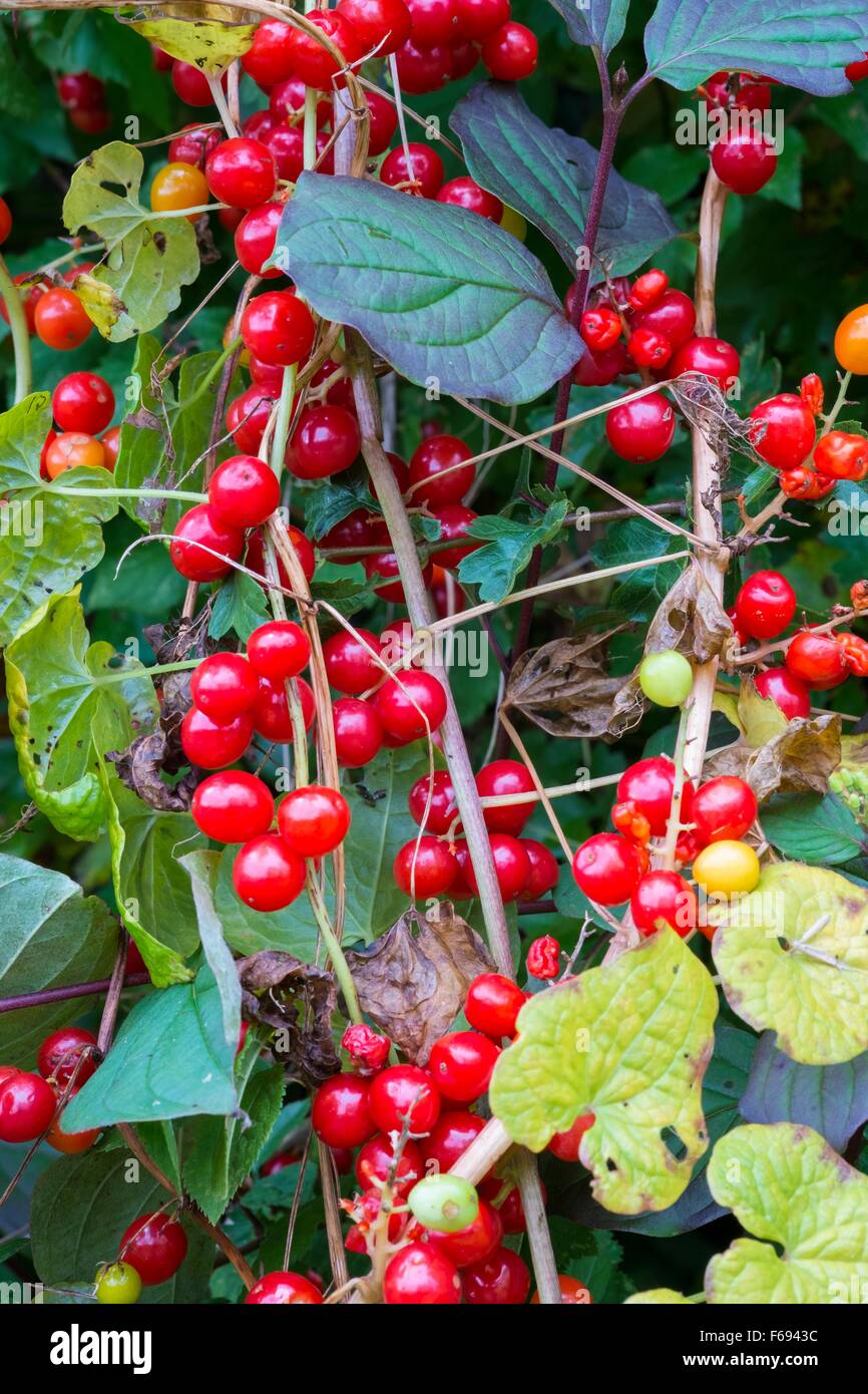 Black bryony - Tamus communis, ripe berries in Autumn hedgerow Stock ...