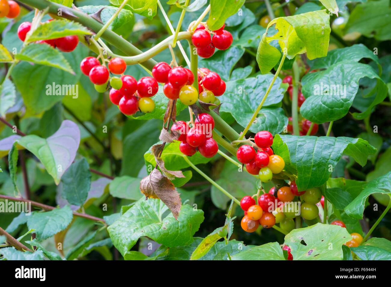 Black bryony tamus communis hi-res stock photography and images - Alamy