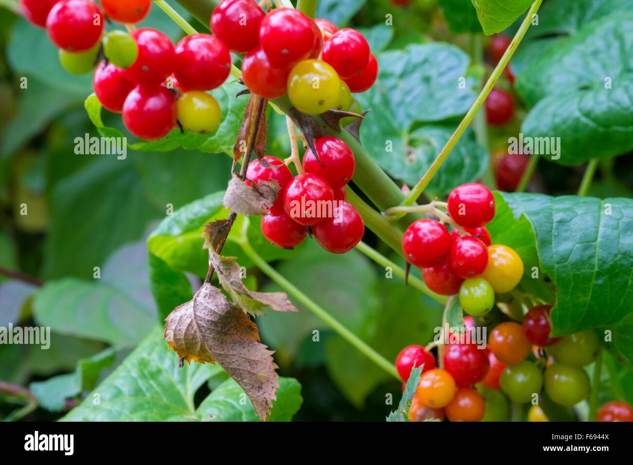 Black bryony - Tamus communis, ripe berries in Autumn hedgerow Stock ...