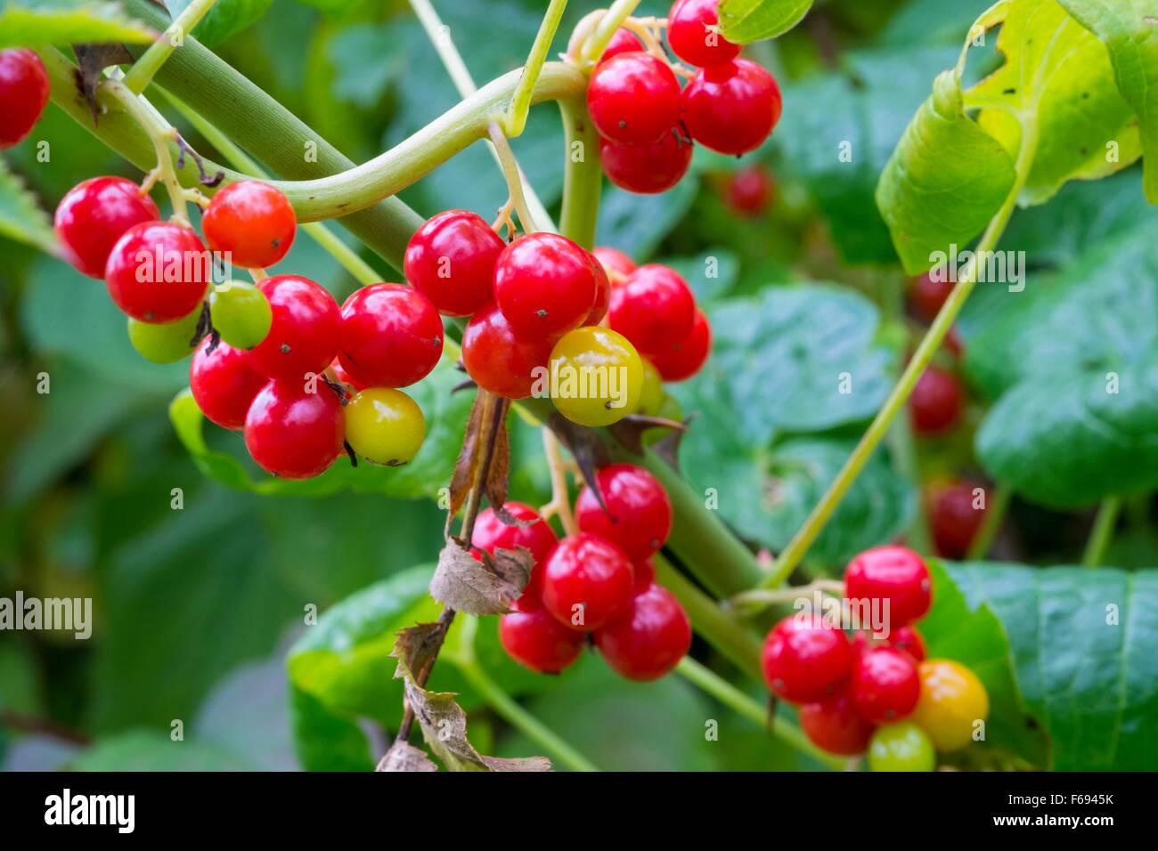 Black Bryony Tamus Communis High Resolution Stock Photography and ...