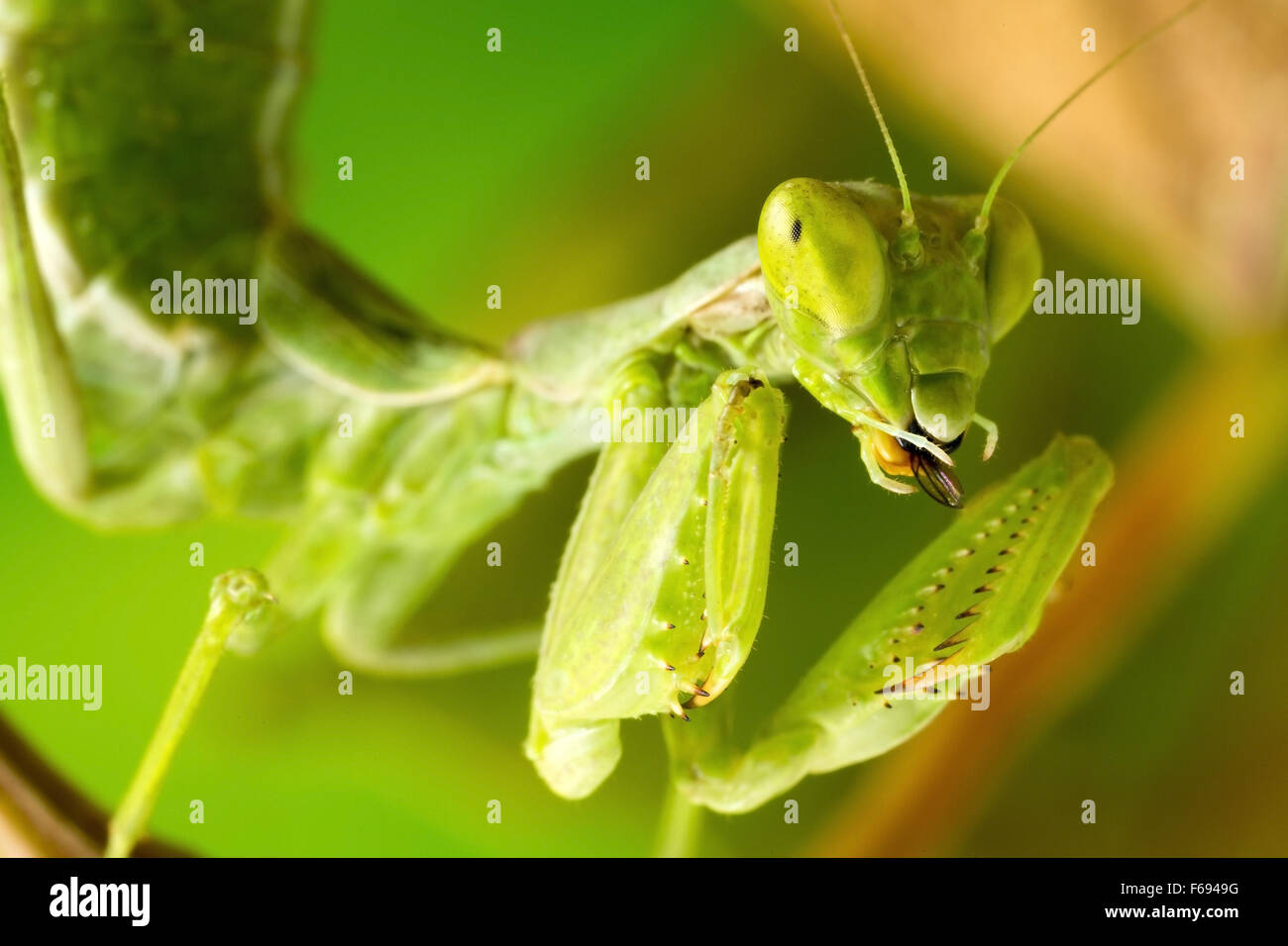 A macro photograph of a tiny green praying mantis Stock Photo - Alamy
