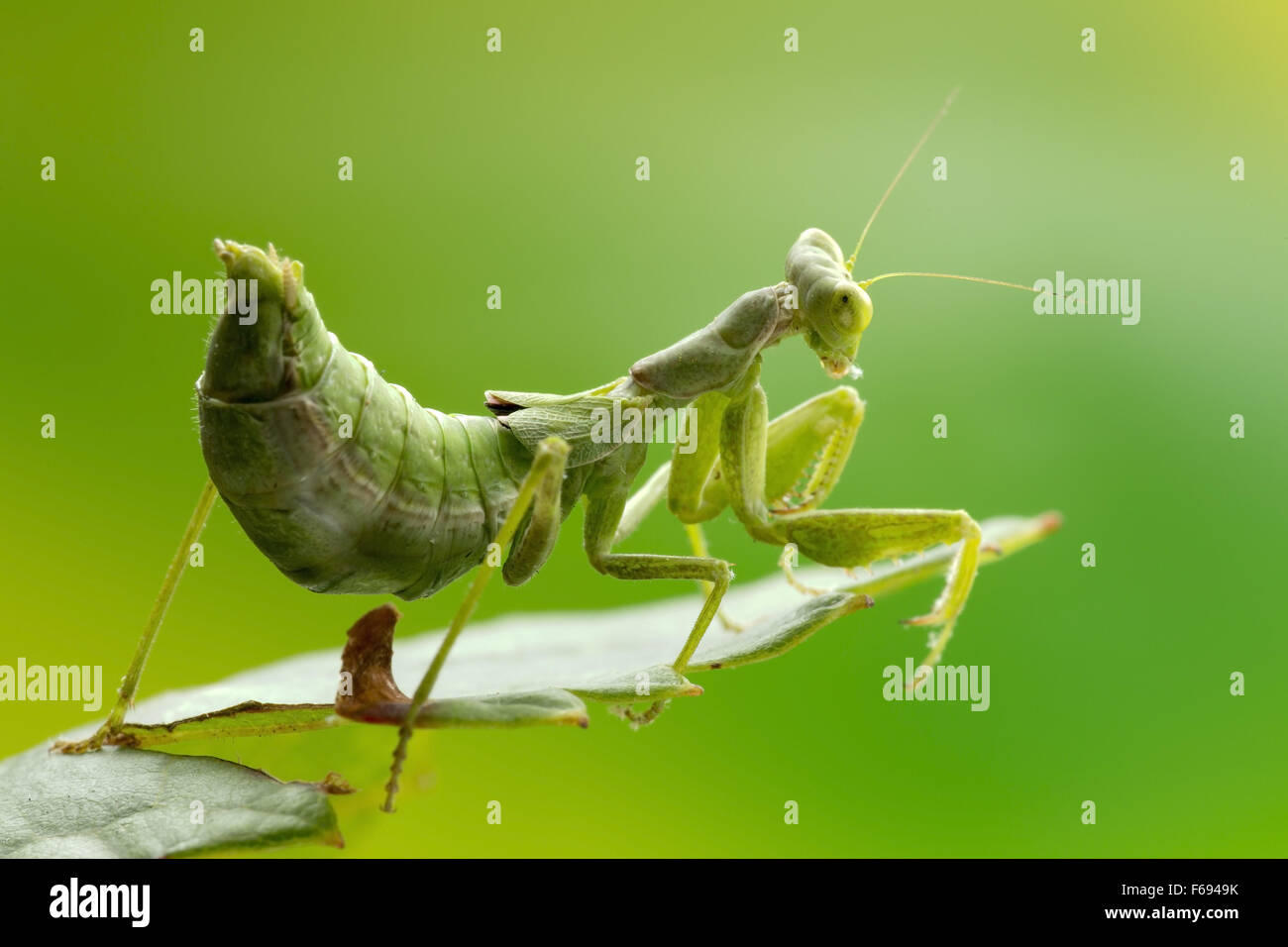 A macro photograph of a tiny green praying mantis Stock Photo - Alamy