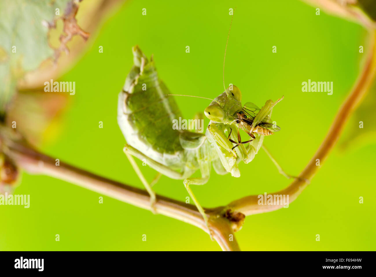 A macro photograph of a tiny green praying mantis Stock Photo - Alamy