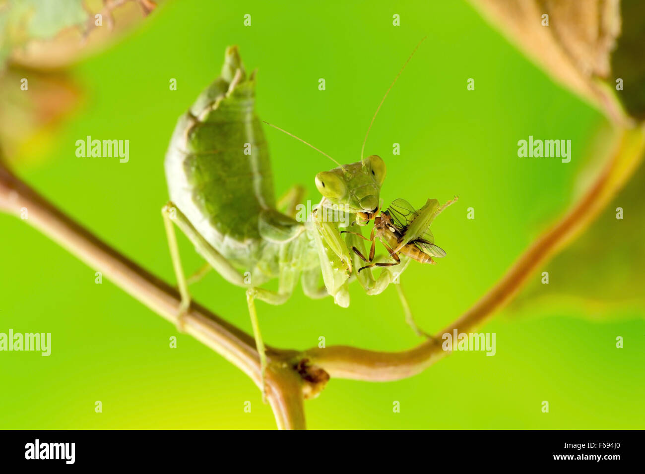 A macro photograph of a tiny green praying mantis Stock Photo - Alamy