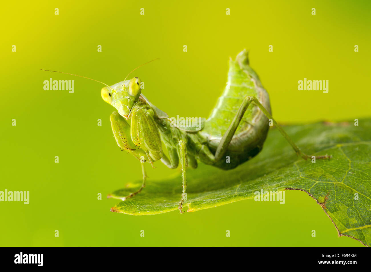 A macro photograph of a tiny green praying mantis Stock Photo - Alamy