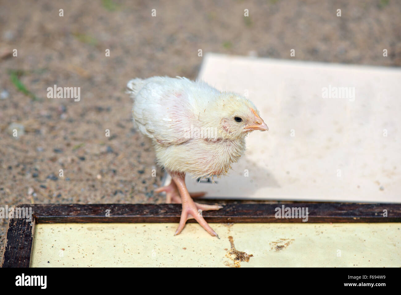 Small chicken baby chick hi-res stock photography and images - Alamy