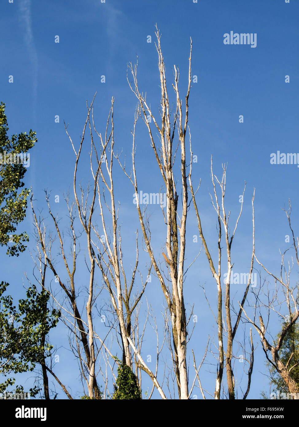 Single old and dead tree branch Stock Photo - Alamy