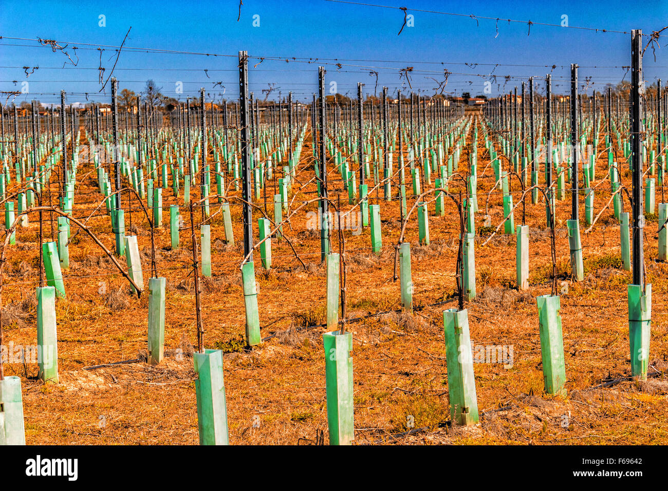 fields of newly planted orchards and organized into geometric rows ...