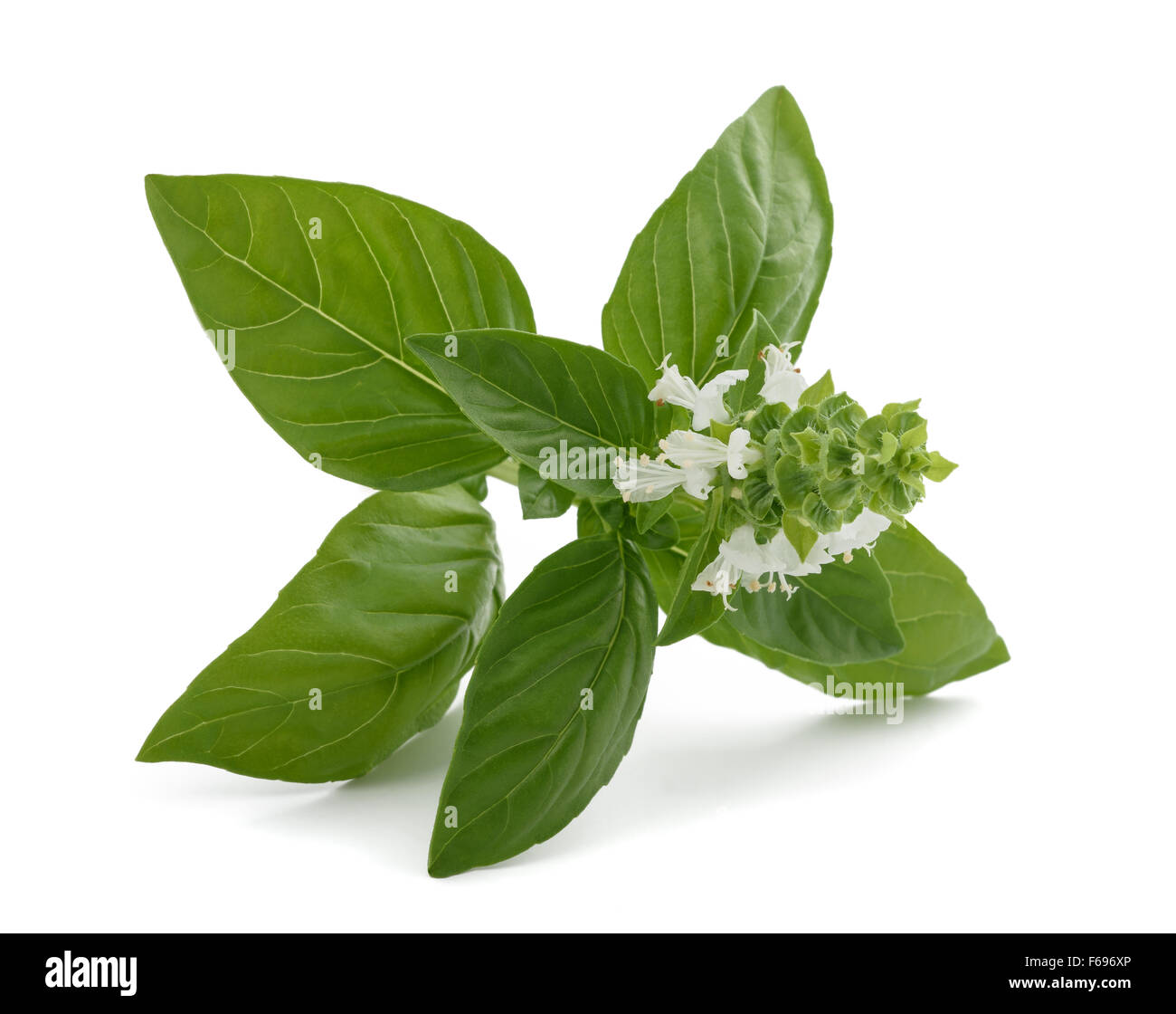 Basil flower hi-res stock photography and images - Alamy