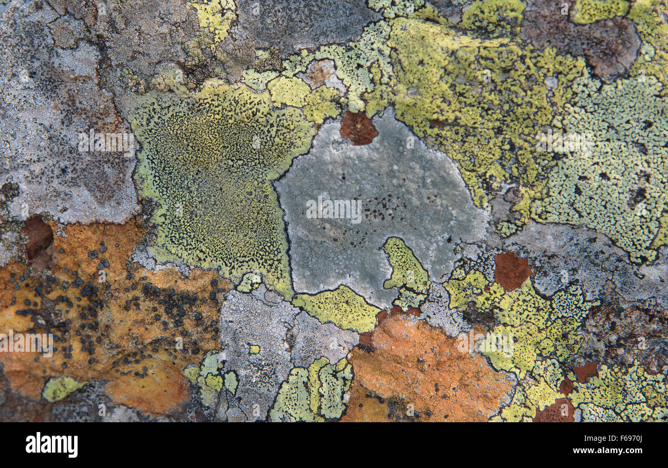 Texture Of Multi-Colored Lichen On A Rock Stock Photo - Alamy