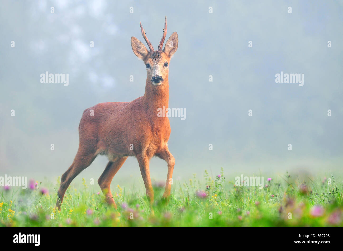 Male roe deer hi-res stock photography and images - Alamy