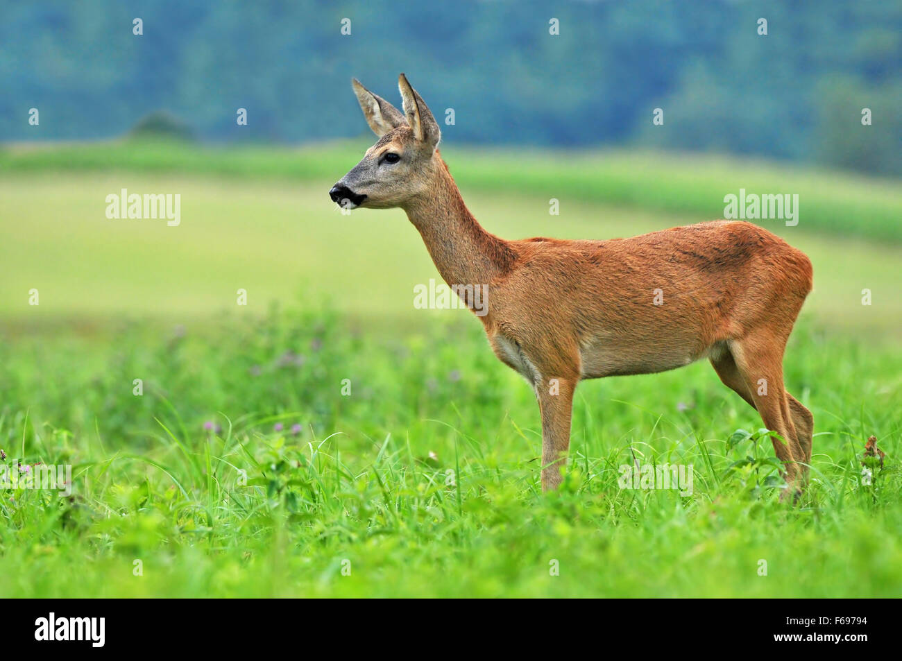 Doe roe deer female hi-res stock photography and images - Alamy