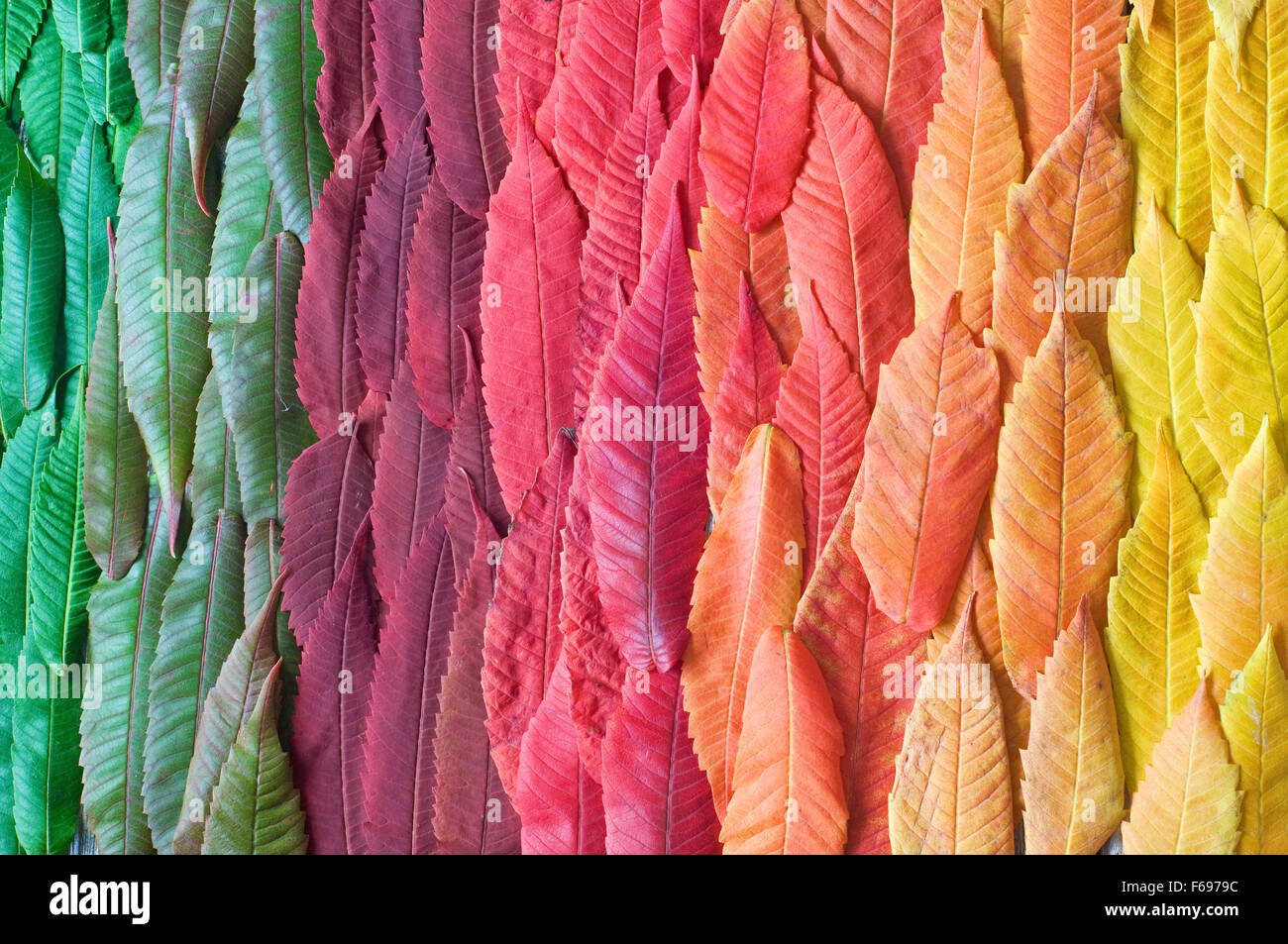 Photo of colorful autumn leaves spectrum Stock Photo - Alamy