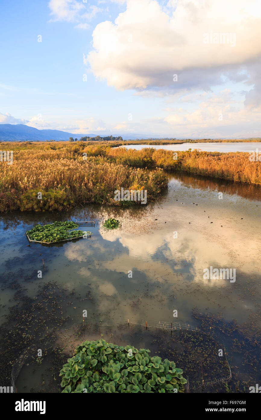 Hula Nature Reserve in evening light. Hula Valley. Israel Stock Photo ...