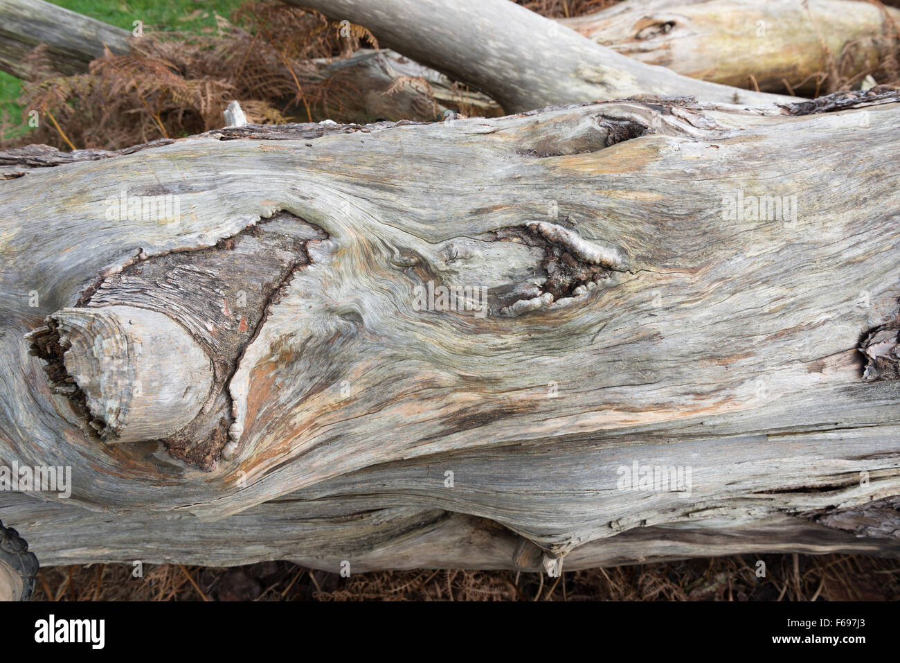 Weatherbeaten tree hi-res stock photography and images - Alamy