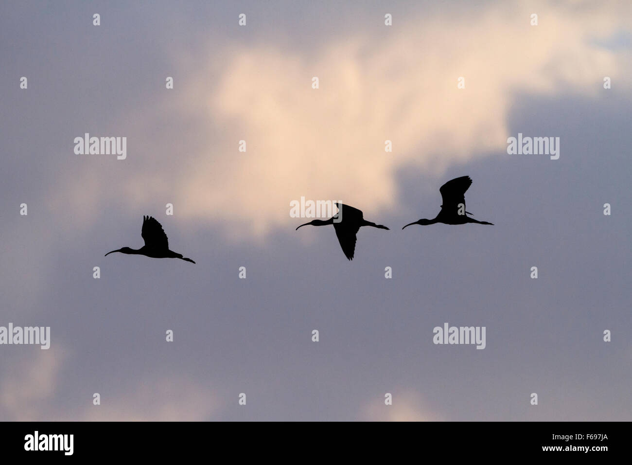 Flying ibises hi-res stock photography and images - Alamy