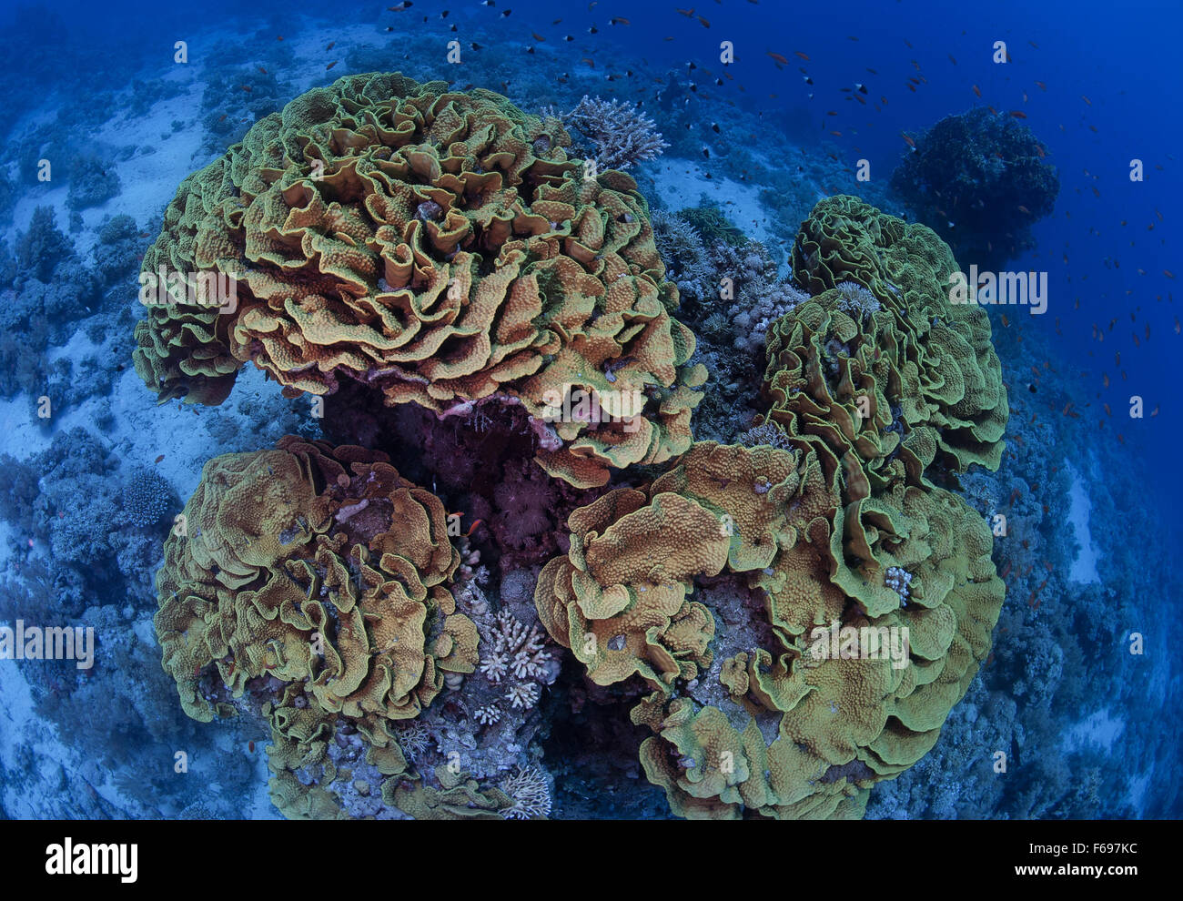 Turbinaria reniformis, salad coral, Dendrophylliidae, Sharm el- Sheikh ...