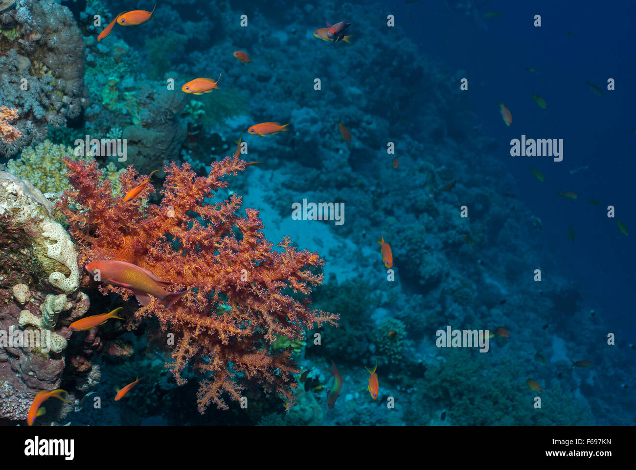 Dendronephthya nephtheidae hi-res stock photography and images - Alamy