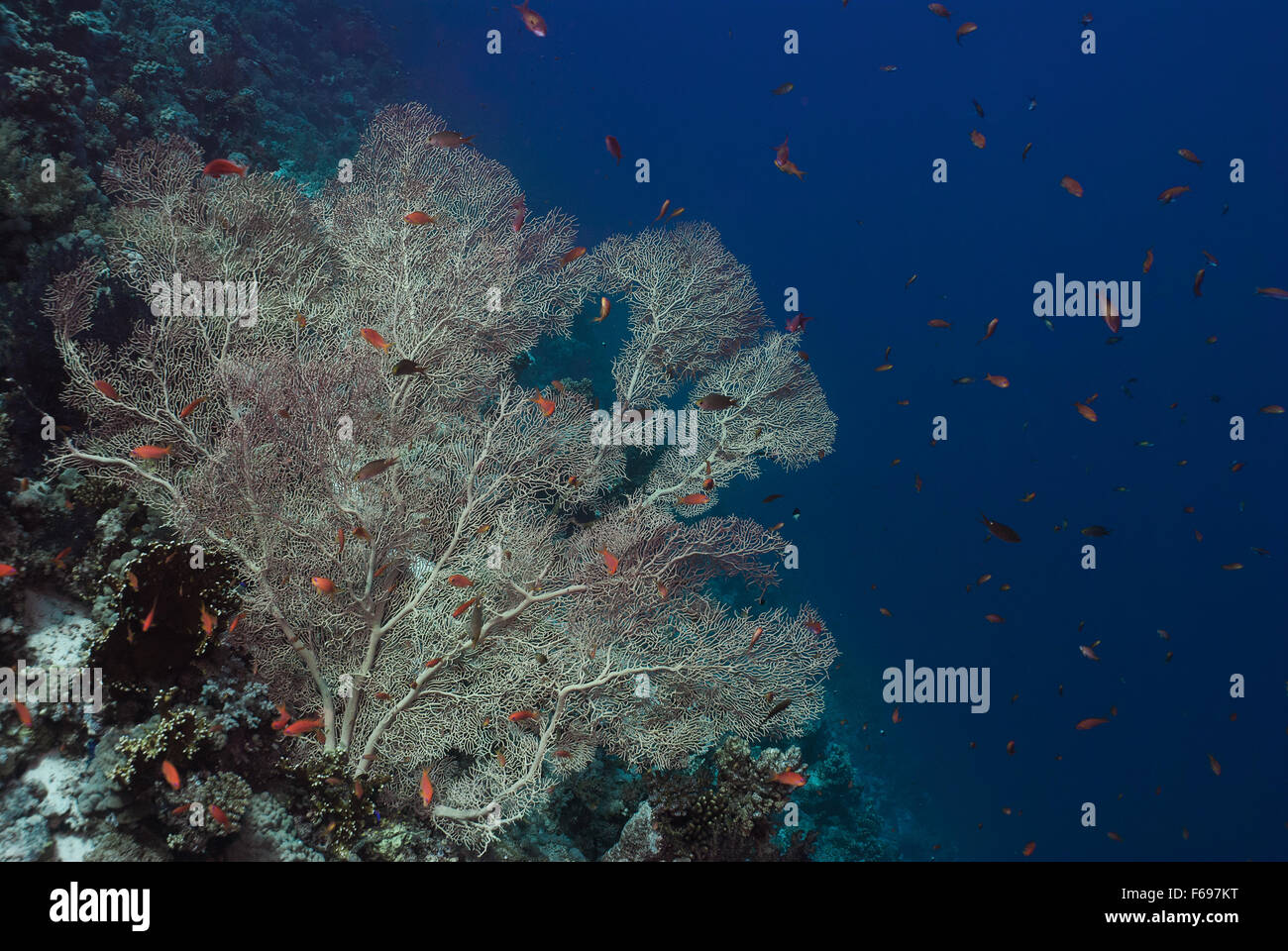 Giant sea-fan, Annella mollis, Subergorgiidae, Sharm el-Sheik, Red Sea ...