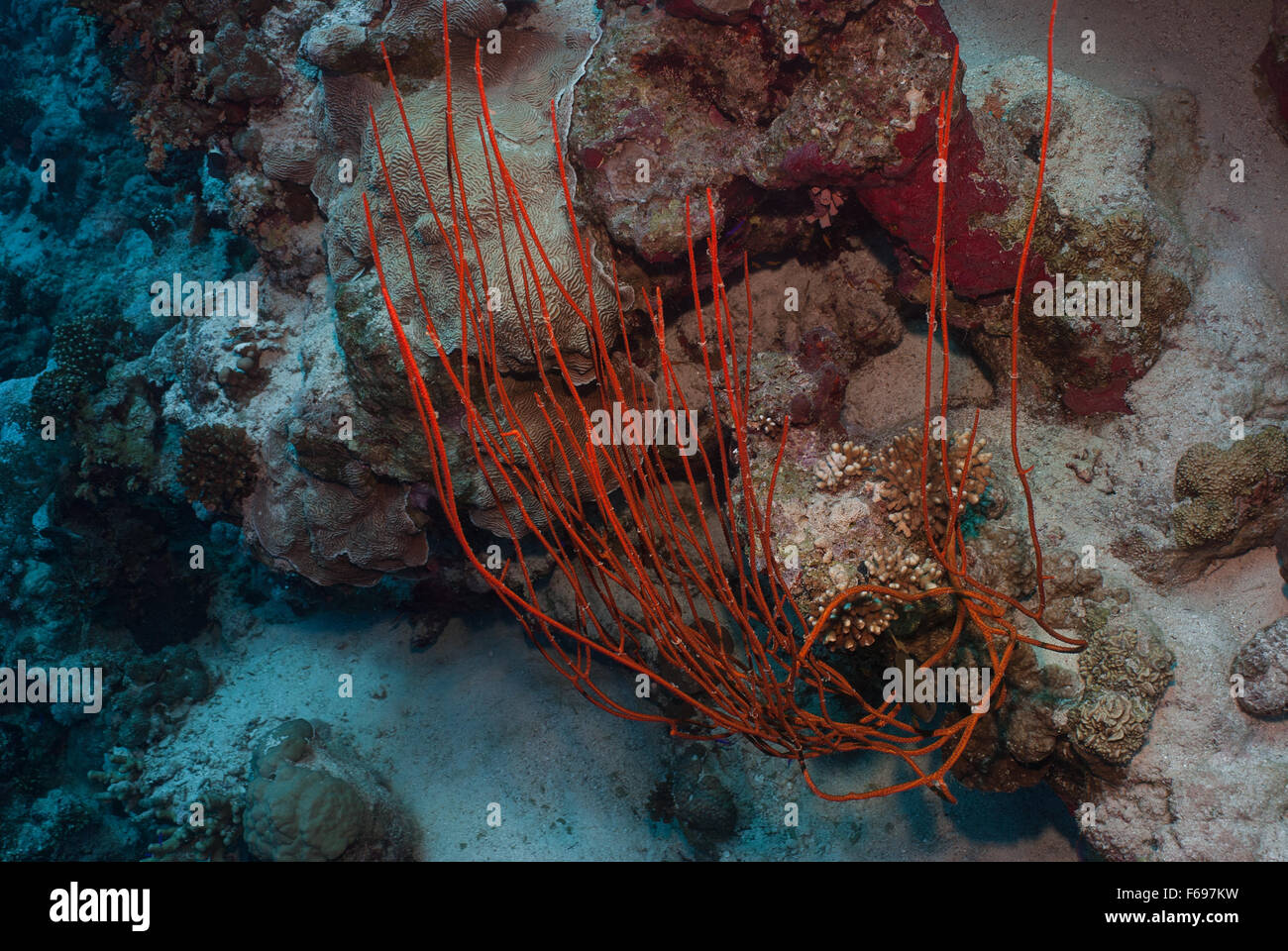 Sea whip hi-res stock photography and images - Alamy