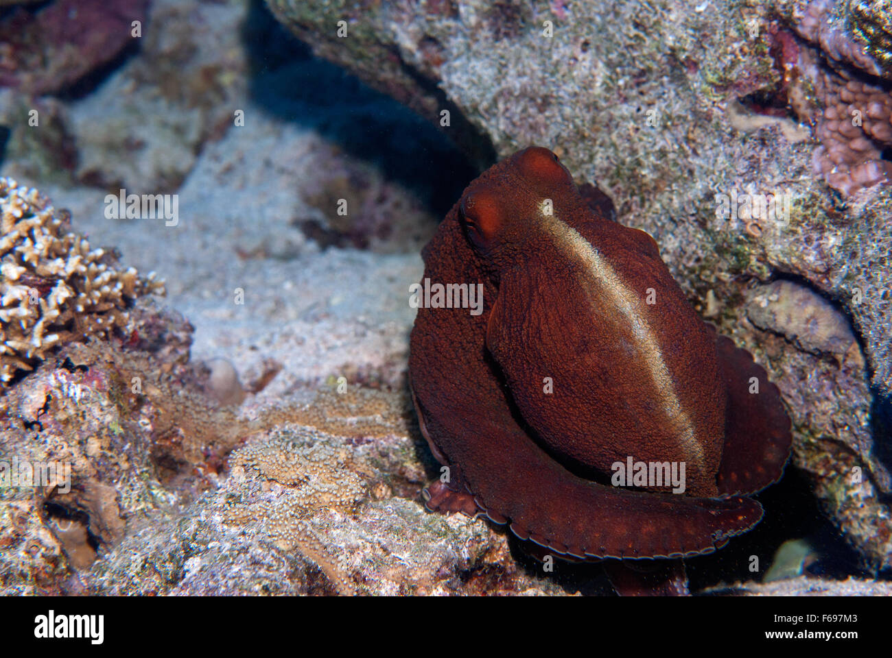 Big red octopus, Octopus cyaneus, Mollusca Cephalopoda, Sharm el-Sheikh ...