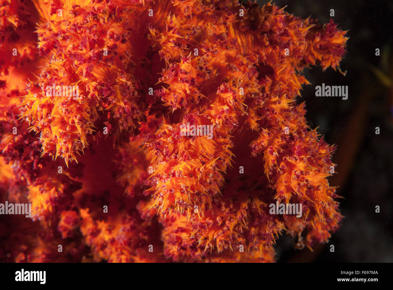 Soft coral, Dendronephthya speciosa, Nephtheidae, Red Sea, Sharm el ...