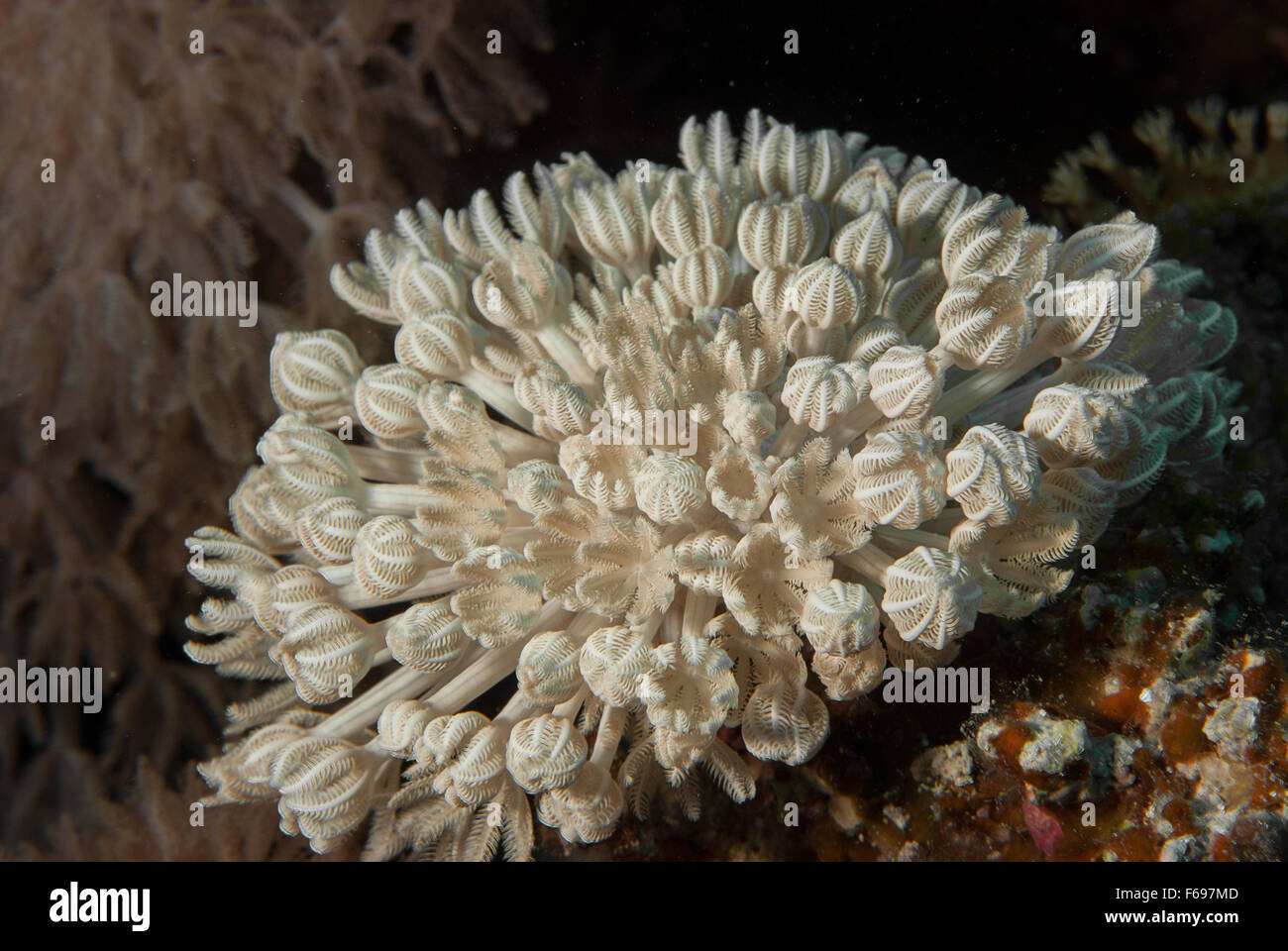 Xenia soft coral hi-res stock photography and images - Alamy