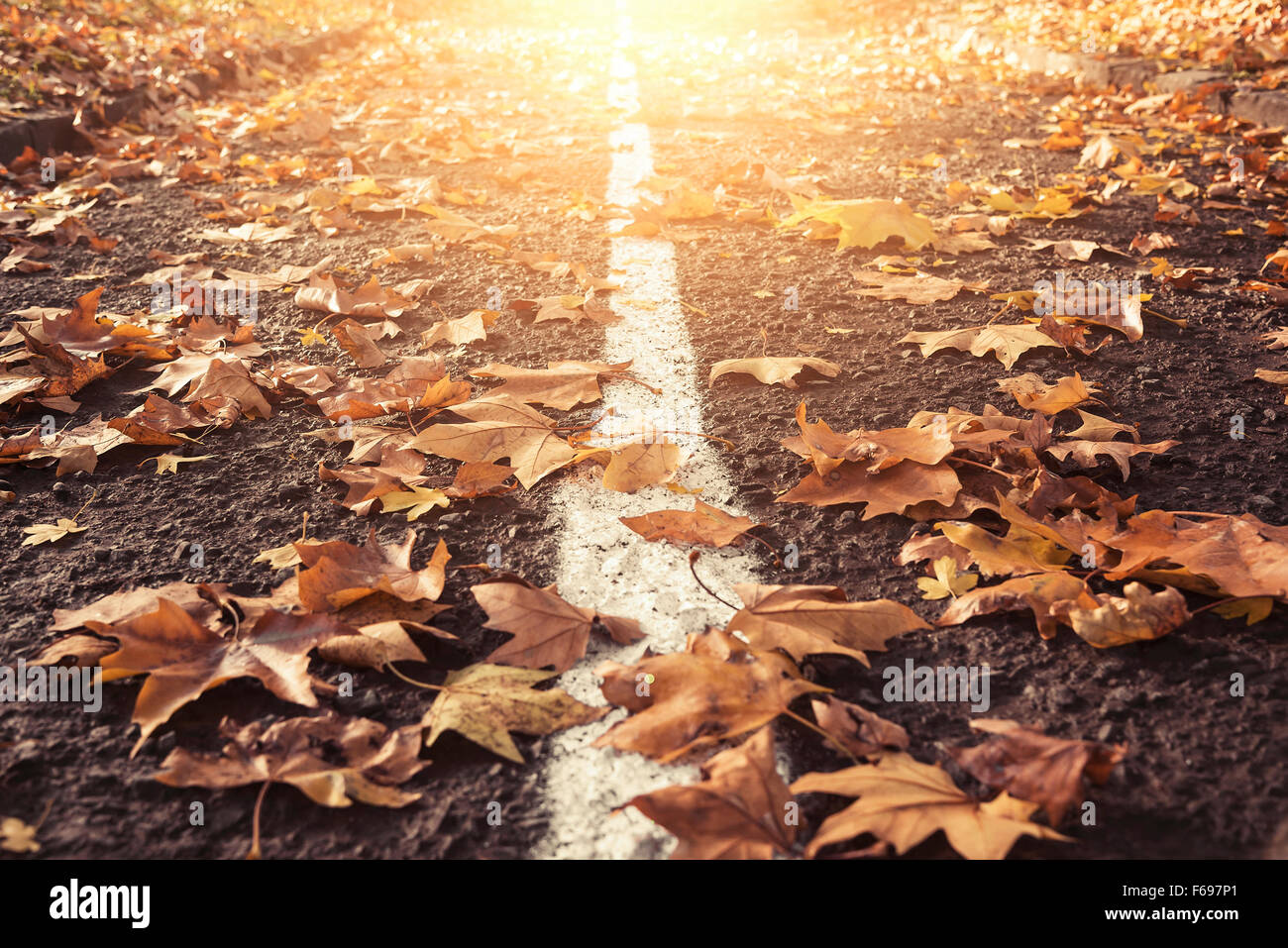 Autumn leaves road hi-res stock photography and images - Alamy