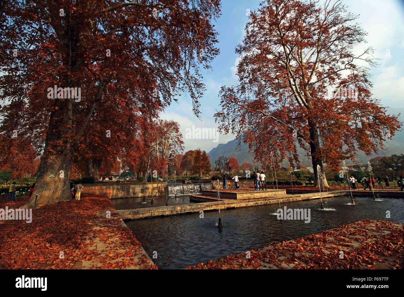 A view of Chinar autumn trees in Mughal garden Nishat as tourists walk ...