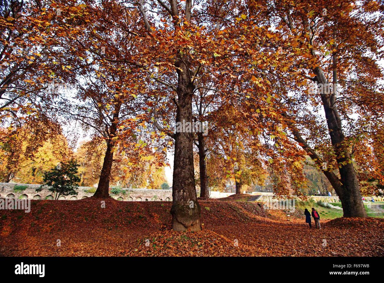 A view of Chinar autumn trees in Mughal garden Nishat in Srinagar the ...