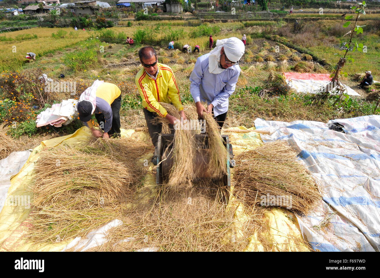 Nepalese farmers harvesting rice plants with foot pedal machine at ...