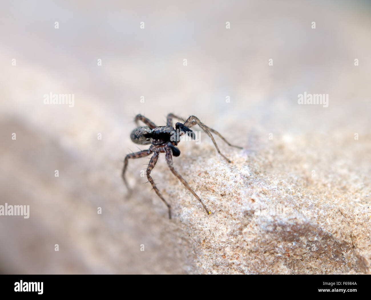 spider on the rock Stock Photo - Alamy
