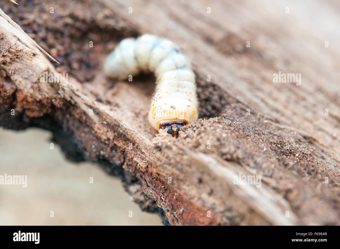 Woodworm damage hi-res stock photography and images - Alamy