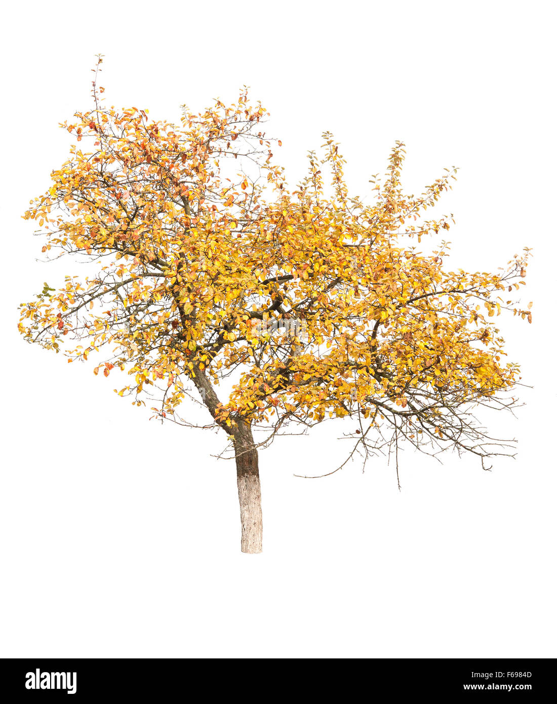 autumn apple tree isolated on white backgroun Stock Photo - Alamy