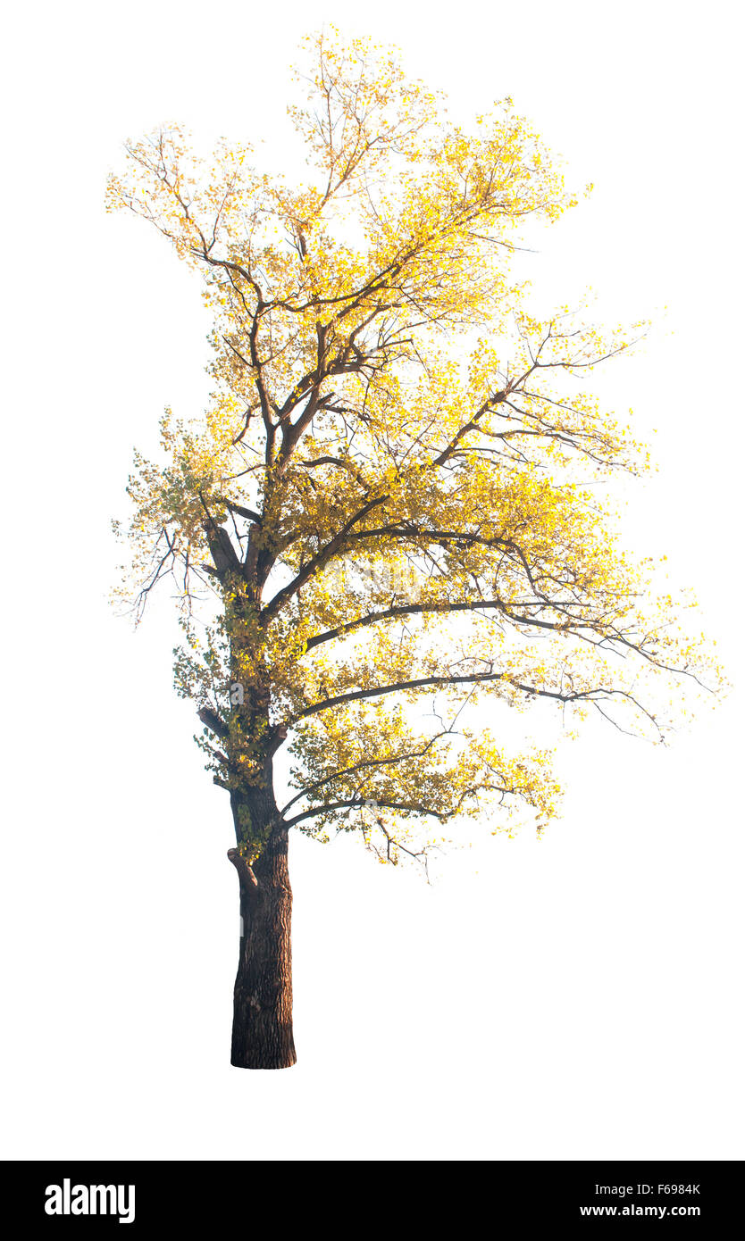 autumn tree isolated on white background Stock Photo - Alamy
