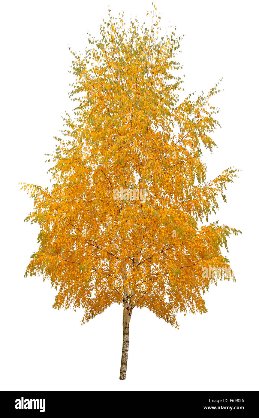 Big isolated tree hi-res stock photography and images - Alamy